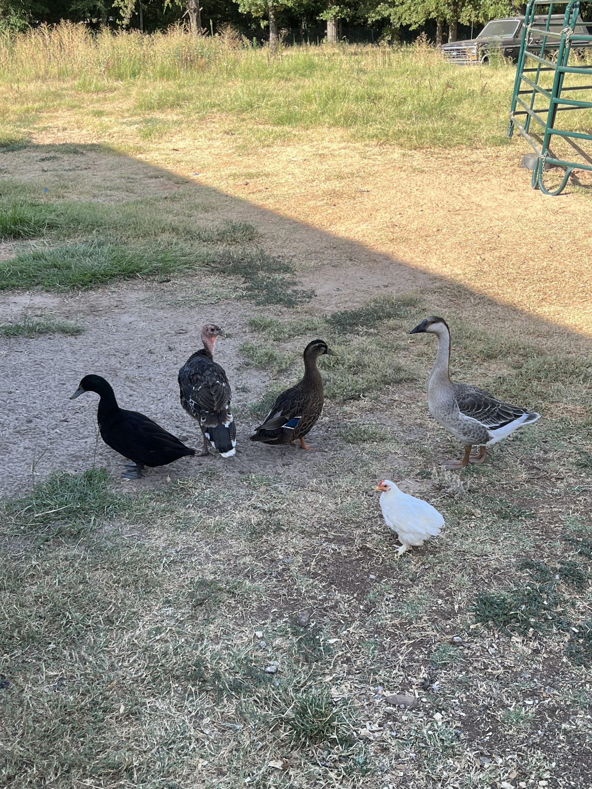 How to Commingle Animals - Nelson Road Garden