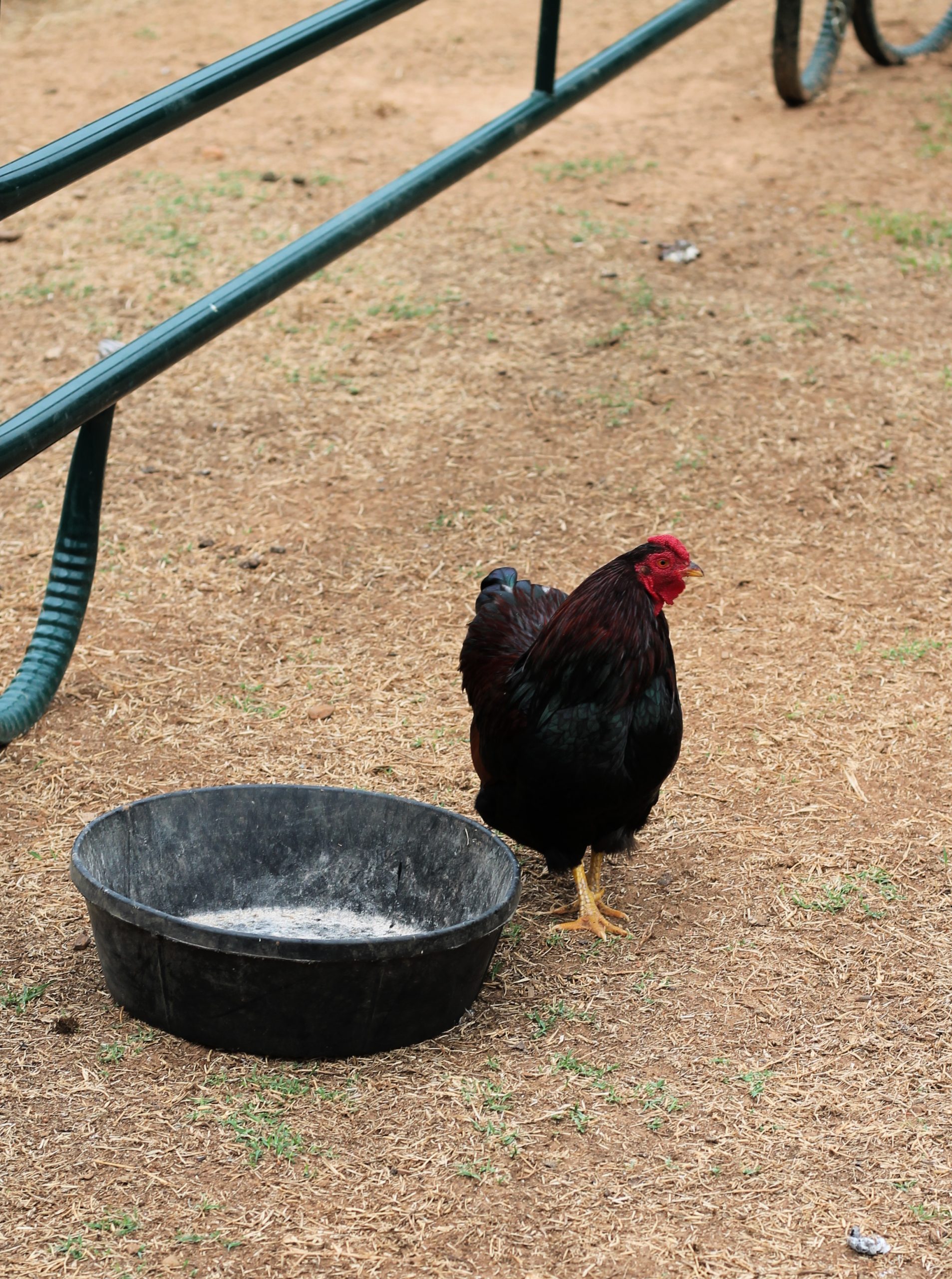 Cost Of Raising Chickens Nelson Road Garden Cost Of Raising Chickens Nelson Road Garden