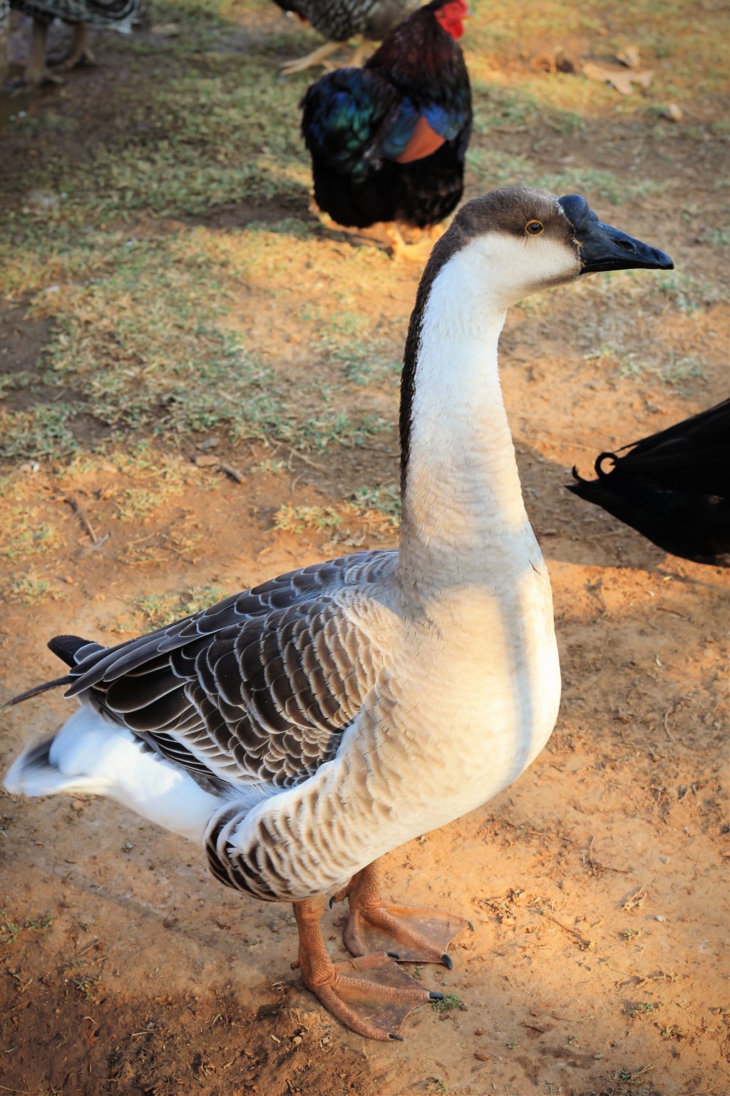 Grilled Goose - Nelson Road Garden