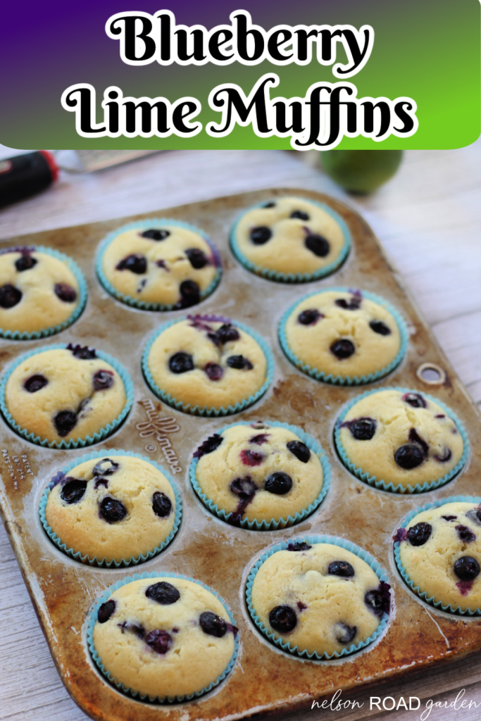 Blueberry Lime Muffins - Nelson Road Garden
